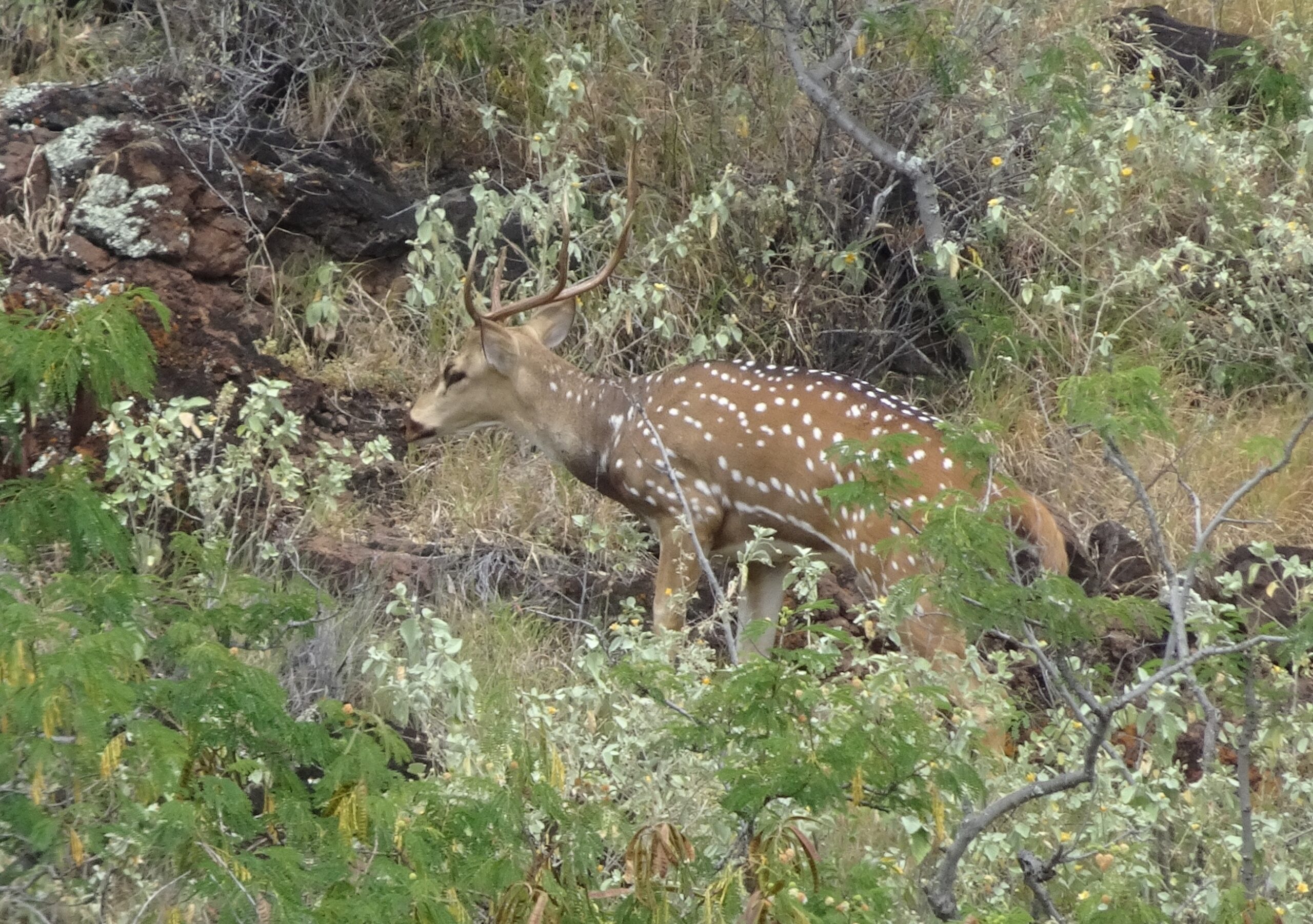 Offering $25-$50 per animal, state officials seek Maui landowners’ help ...